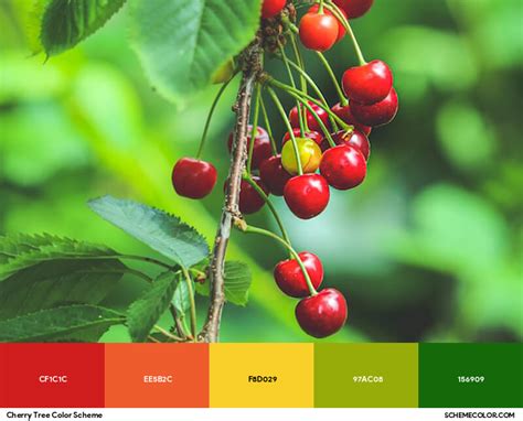 Cherry Tree Color Scheme Image Color Palettes