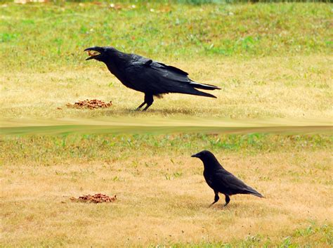 What S The Difference Between A Crow And A Raven Rockstar Priestess