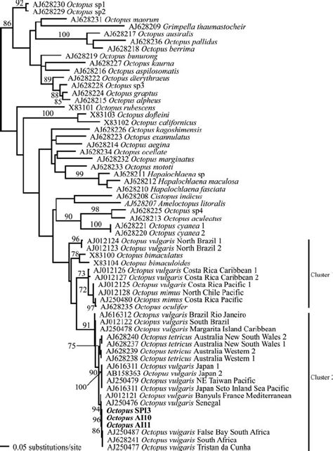 coiii maximum likelihood tree branch lengths are shown proportional to
