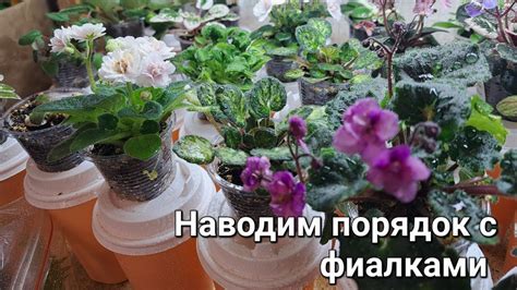 Фиалки, полив, уборка - YouTube
