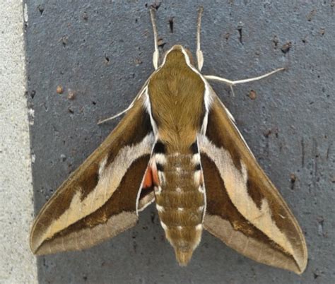 Gallium Sphinx Moth The Backyard Arthropod Project