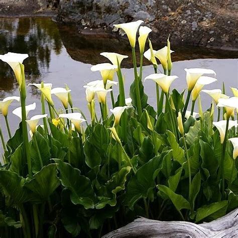 Белокрыльник болотный (Calla palustrisce) декоративен не только в пору ...