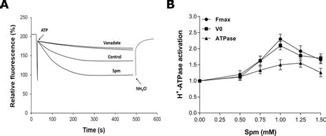 Spm Activates Plasma Membrane P Type H Atpase A Atp Dependent And