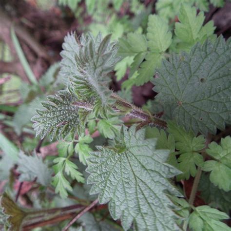 Stinging Nettles Urtica Dioica Identification