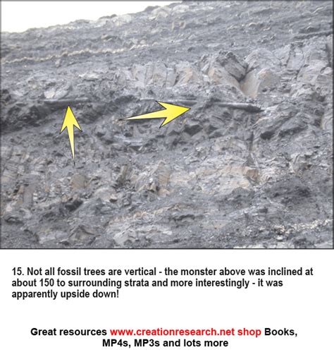 The Evidence From Polystrate Fossils Creation Research