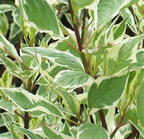 Дерен белый дерен белый Элегантиссима (Аргентеомаргината) Cornus alba ...