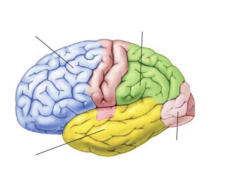 Association Cortex Quiz
