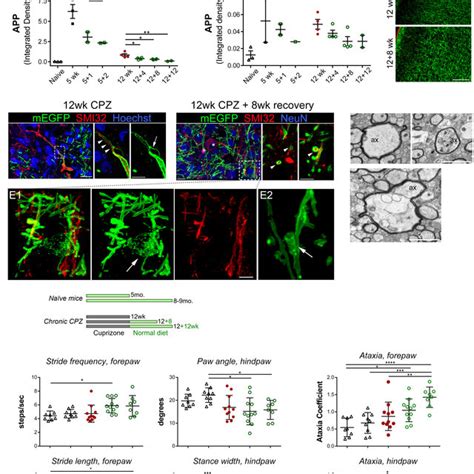 Comparative Transcriptome Analysis Reveals Brain Region Dependent Download Scientific Diagram