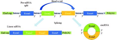 Circular Rna Synthesis Most Pre Mrna Remove Introns And Splice The