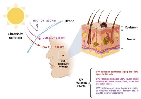 Effects Of Uv And Uv Vis Irradiation On The Production Of Microalgae