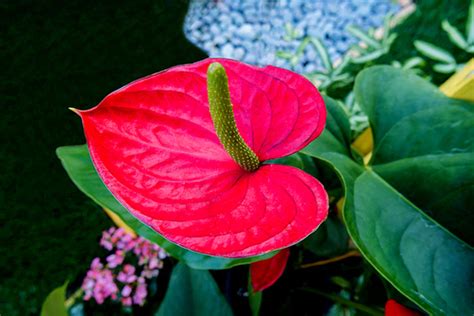 빨간색이 돋보이는 안스리움 꽃 유토이미지 상세페이지 베이직샵 사진 21015981