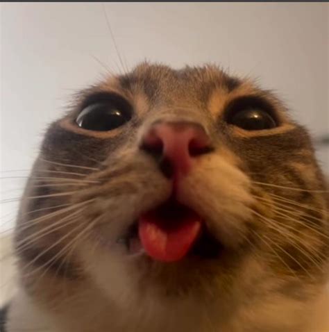 Funny Discord Stickers