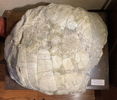 Trying To Get Any Info On This Turtleshell Fossil Rfossilid