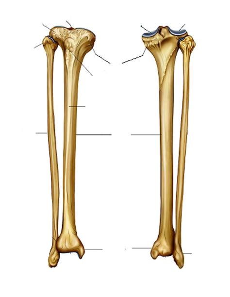 Tibia And Fibula Diagram Quizlet Tibia And Fibula Diagram Quizlet