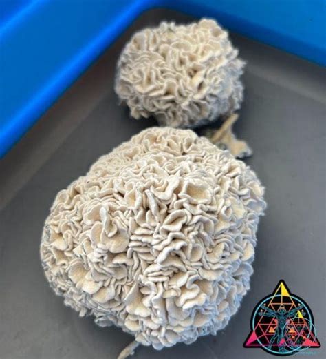 Enigma Cubensis Isolated Syringe Inoculate The World