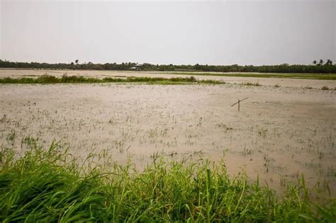 Rice Corn Production Can Recover From Recent Typhoons Nia Abs Cbn News