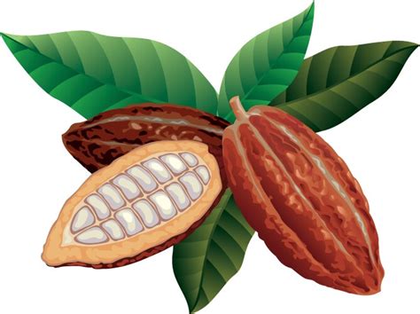 Cocoa Vector Images Over 50 000