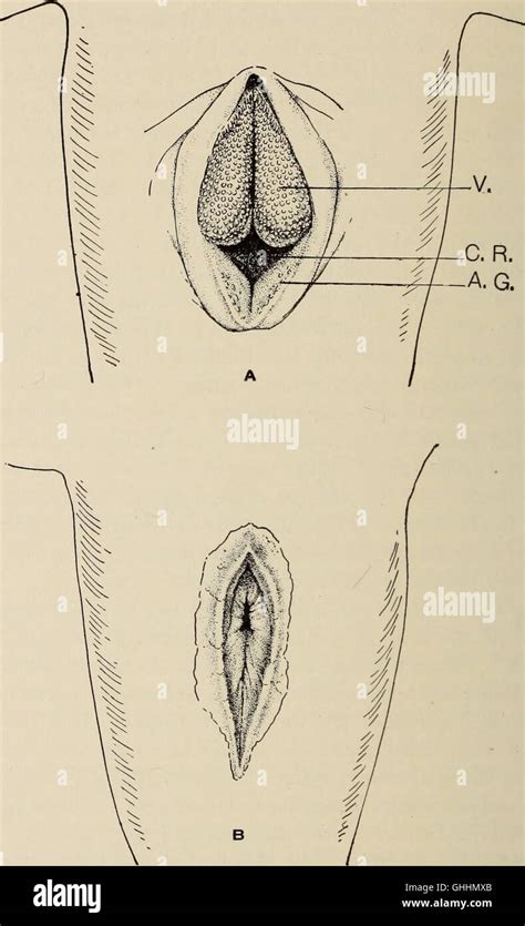 This 1931 Text Delves Into The Biology Of Amphibians Covering Their Classification Life Cycles