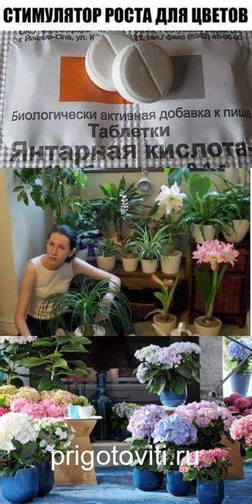 СТИМУЛЯТОР РОСТА ДЛЯ ЦВЕТОВ - Все своими руками