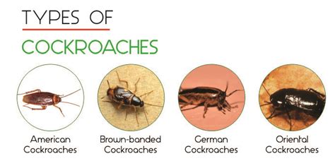 Types Of Cockroaches And Tips To Control Them Orion Pest Solutions