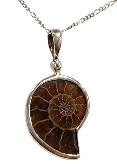 Ammonite Fossil Necklace With 20 Inch Silver Chain Jewelry By Glassando