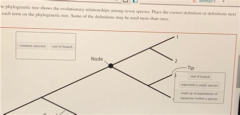 Solved He Phylogenetic Tree Shows The Evolutionary