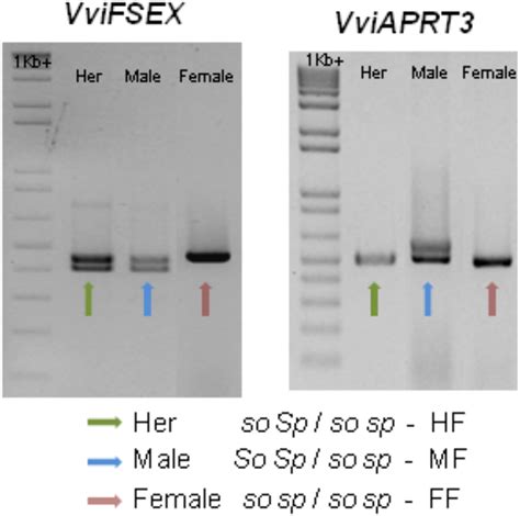 Vitis Flower Types From The Wild To Crop Plants PeerJ