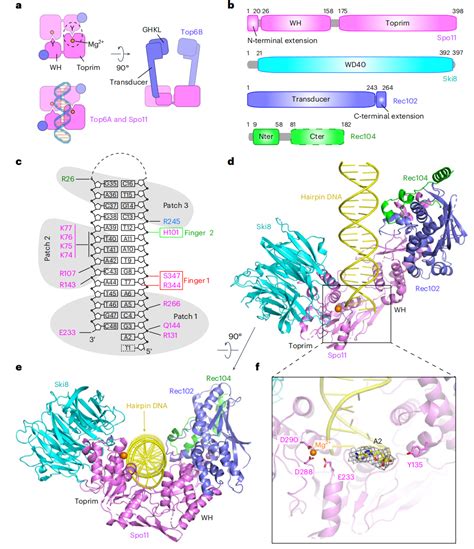 Protein Nucleic Acid Complexes Structure Characterization Service Cryo Em Mtoz Biolabs