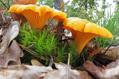 Pfifferling Bild Bestellen Naturbilder Bei Wildlife Media