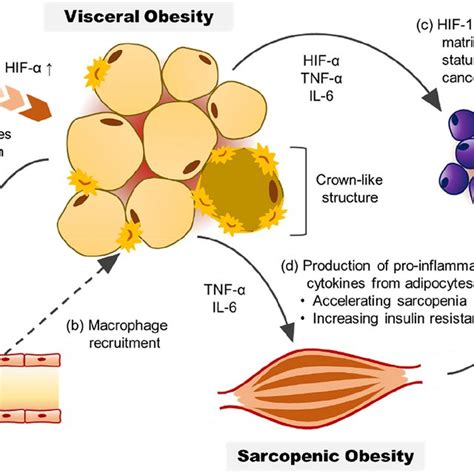 The Physiologic Roles Of Specific Body Composition Phenotypes A The