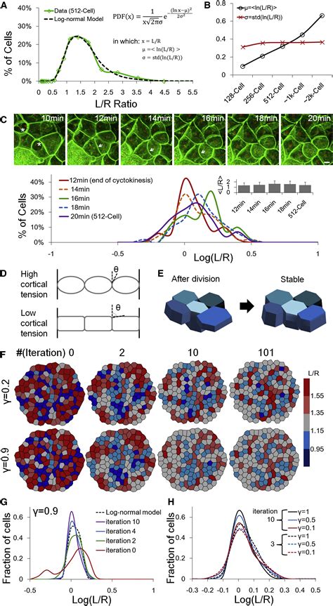 Interplay Of Cell Shape And Division Orientation Promotes Robust
