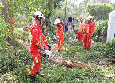 ကျောက်ဖြူမြို့တွင် မိုခါမုန်တိုင်းတိုက်ခတ်မှုကြောင့် ကျိုးကျနေသည့် သစ်ပင်ကြီးများအား ခုတ်ထွင်ရှင