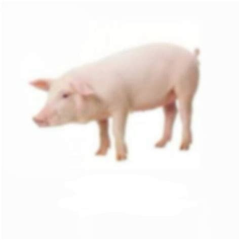 Создать мем «свинья на светлом фоне свинка на прозрачной подложке онлайн