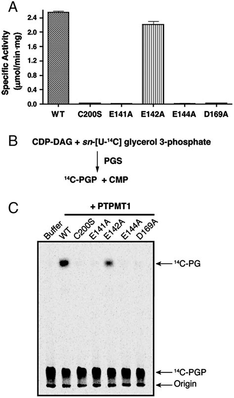 Glu141 And Glu144 Are Important For The Activity Of Ptpmt1 A Pnpp