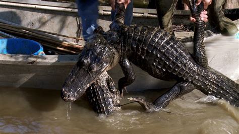 Troy Catches Huge Python Swamp People Serpent Invasion Burmese