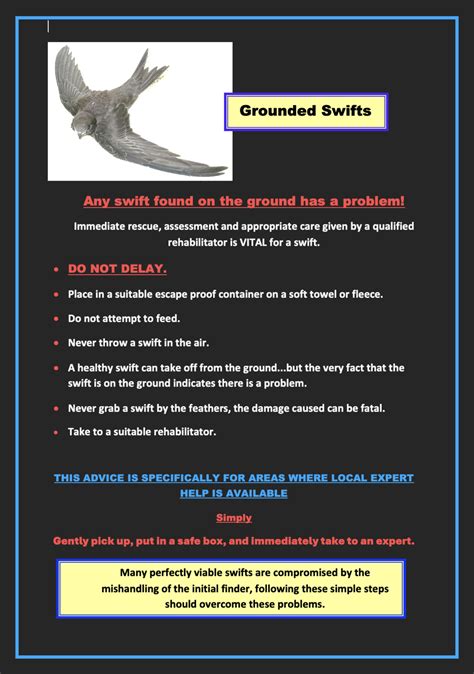 Grounded Swift Leaflet Winchcombe Swift Support Group