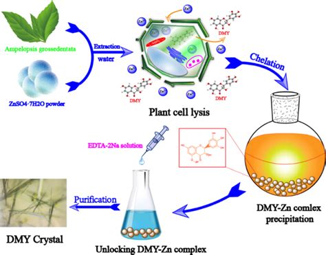 Diagram Of The Chelation Extraction Process Of Dmy Download Scientific Diagram