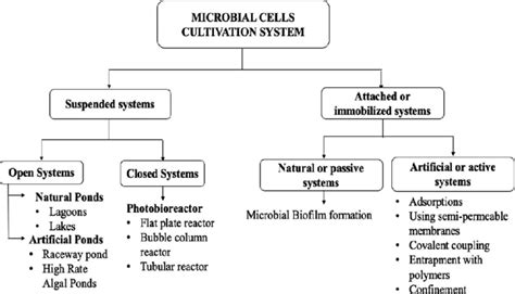 Types Of Algae Cultivation Systems Download Scientific Diagram