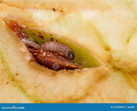 Codling Moth Larva Cydia Pomonella Grub Larva Caterpillar Happily Eating In My Apple Macro