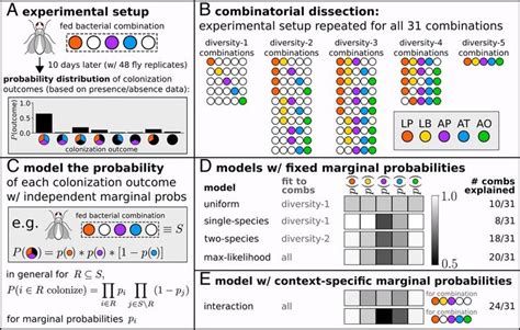 Stochastic Microbiome Assembly Diagram With Number Symbols