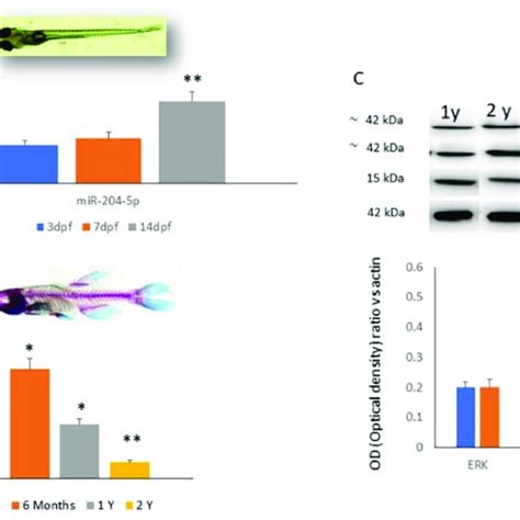 Mir 204 5p And Osteogenic Runx2 Col1a1 Ibsp Bglap Spp1 Mrna Download Scientific Diagram