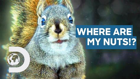 What Do You Call A Squirrel With No Nuts At Jamie Spinelli Blog