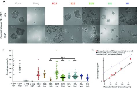 The Cell Surface Contact Area As Determined From Segmentation Of Download Scientific Diagram