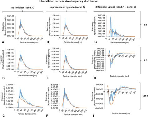 Intracellular Particle Size Frequency Distribution Of Tio 2 Nps
