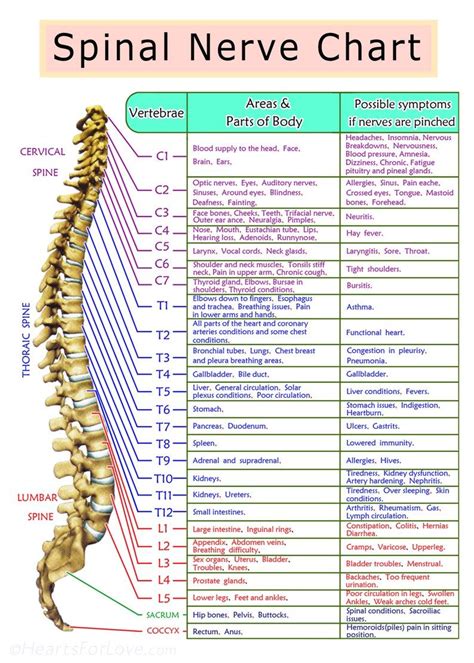 Nerve Chart Artofit