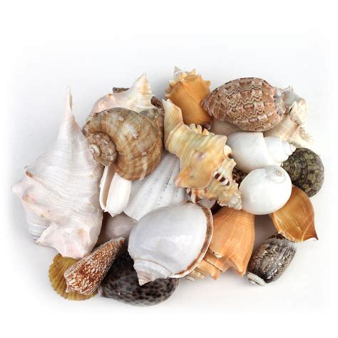 Atlantic Whelk Seashell Medium To Large Shells California Seashell Company