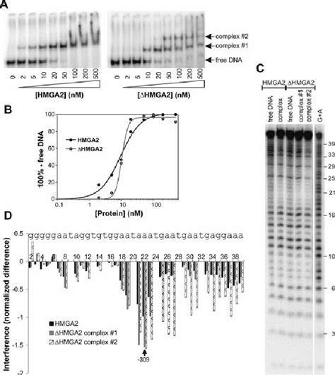 Truncation Of The Hmga2 Affects Protein Binding To Ercc1 Promoter A