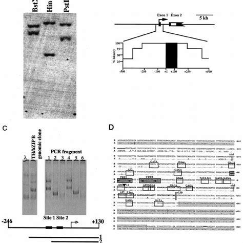 Mapping Of High Affinity Trrxr Binding Sites In The Thbzip A And B