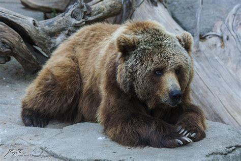 Brown Bear Jordi Payà Canals Flickr