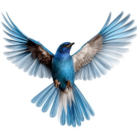 الطيور الزرقاء جميلة جميل عصفور أزرق Png صورة للتحميل مجانا